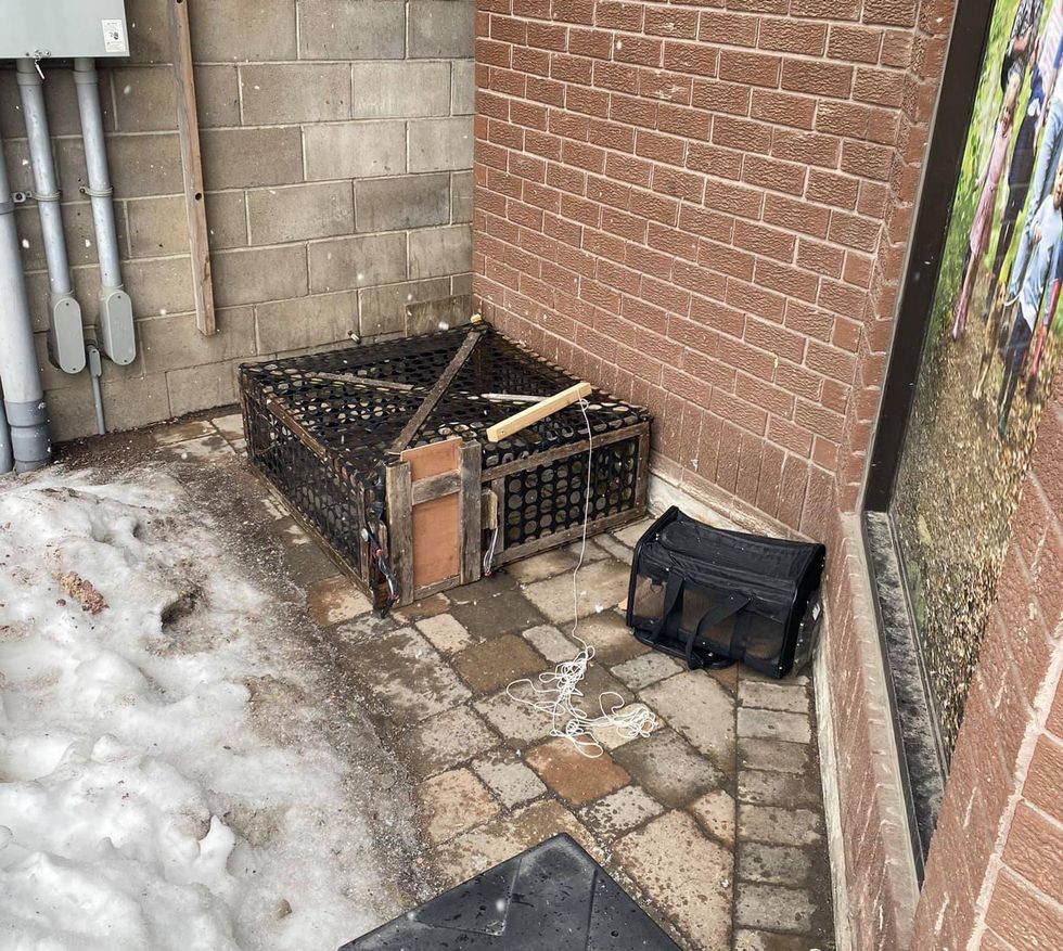 Woman Drives 10 Hours to Help a Cat and Ends Up Rescuing Her Kittens ...