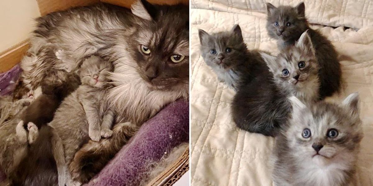Woman Drives 10 Hours to Help a Cat and Ends Up Rescuing Her Kittens ...