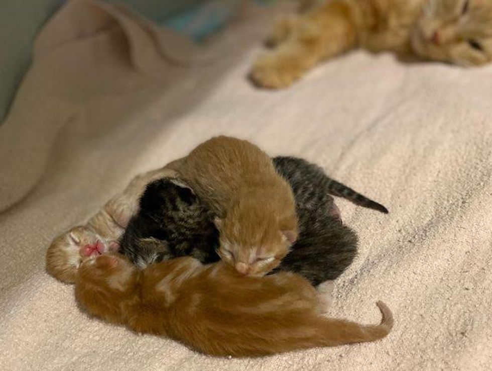 Cat Shows Up Outside Family's Home to Have Her Kittens and Adopts 2 ...