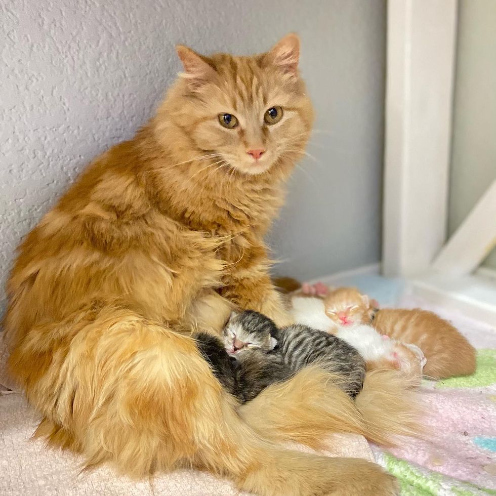 Cat Shows Up Outside Family's Home to Have Her Kittens and Adopts 2 ...