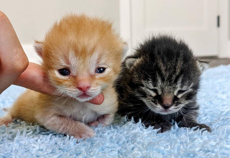 Kitten Who Has Strong Will to Live, is Determined to Do Everything Just ...