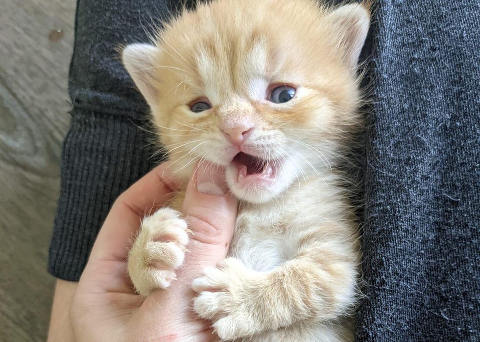 Kitten Who Has Strong Will to Live, is Determined to Do Everything Just ...