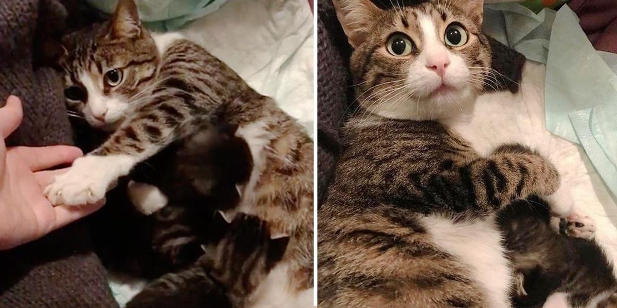 Cat Came into Woman's Life with Her Kittens After Years on the Streets ...