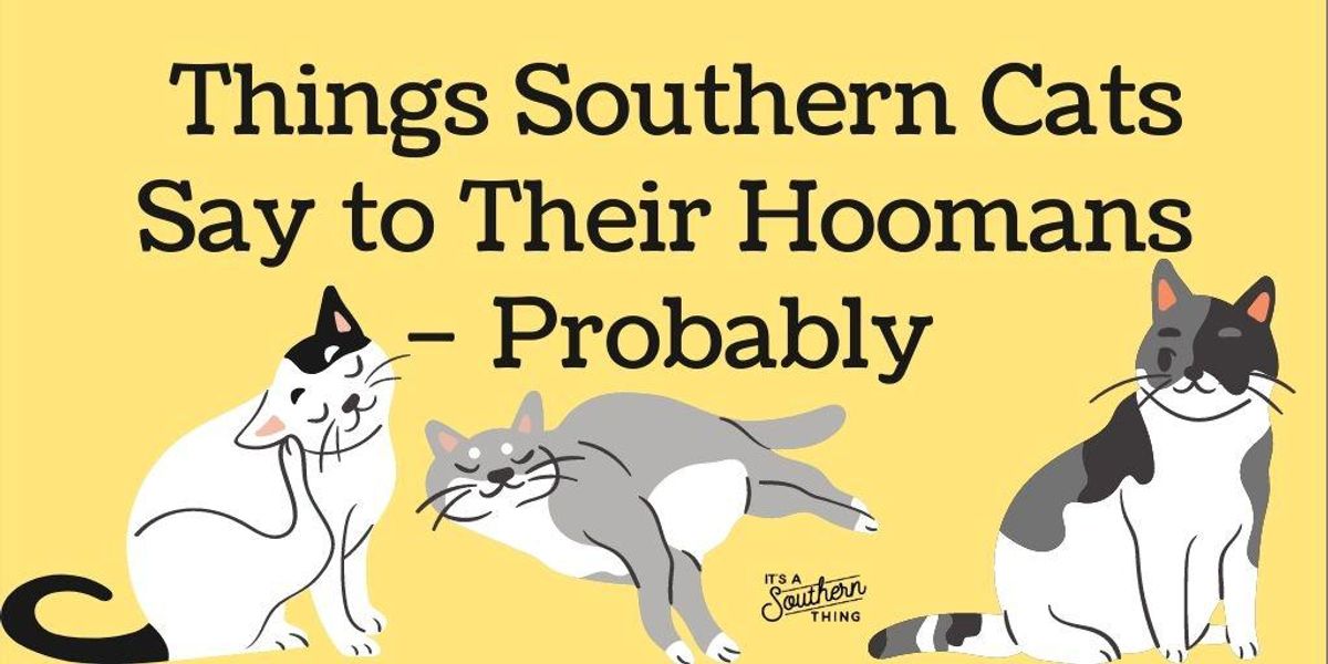 Southern phrases cats are surely saying to their humans - It's a ...