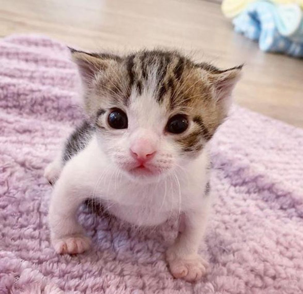 Kitten Found in the Cold, Blossoms into Vivacious Young Cat with Friend ...