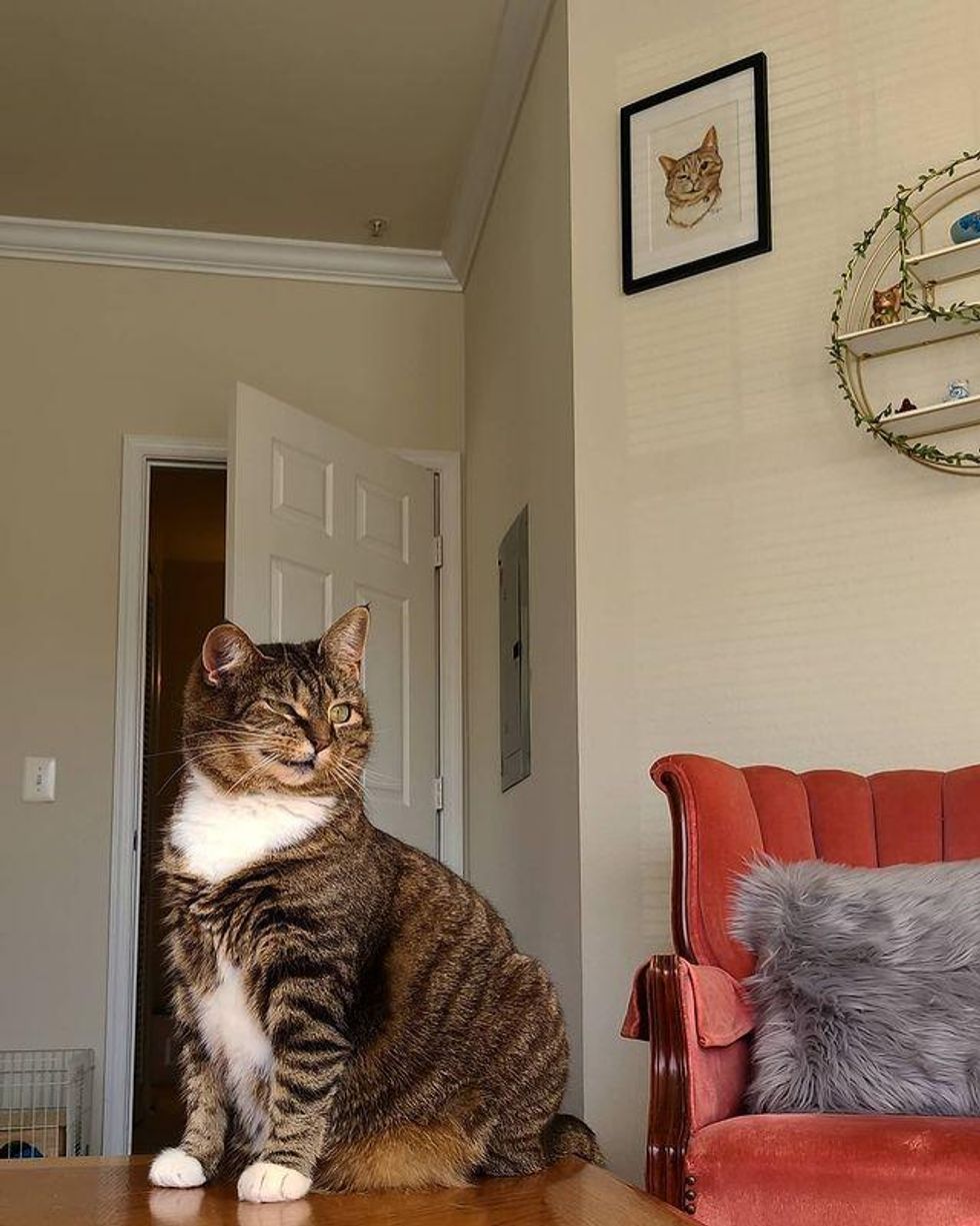 Woman Came to Shelter and Found Cat with Perfectly Asymmetric Face ...