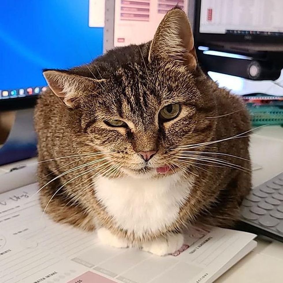 Woman Came to Shelter and Found Cat with Perfectly Asymmetric Face ...