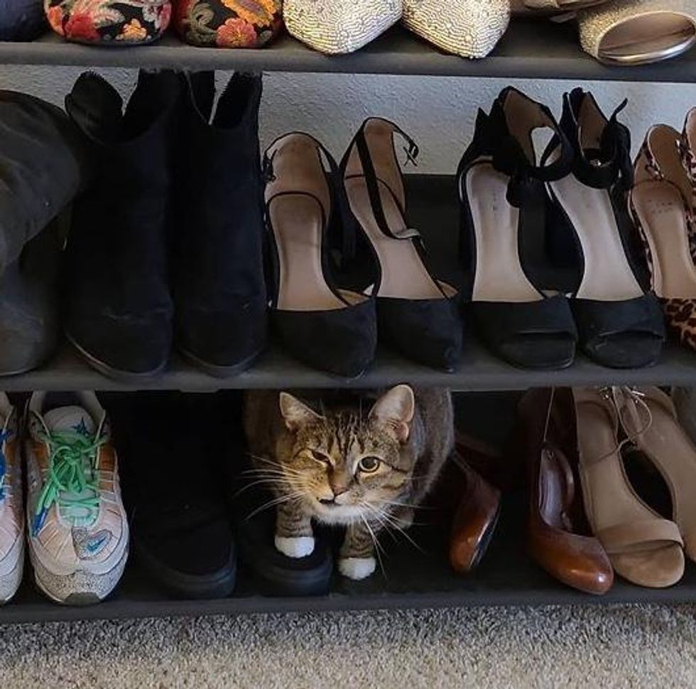 Woman Came to Shelter and Found Cat with Perfectly Asymmetric Face ...