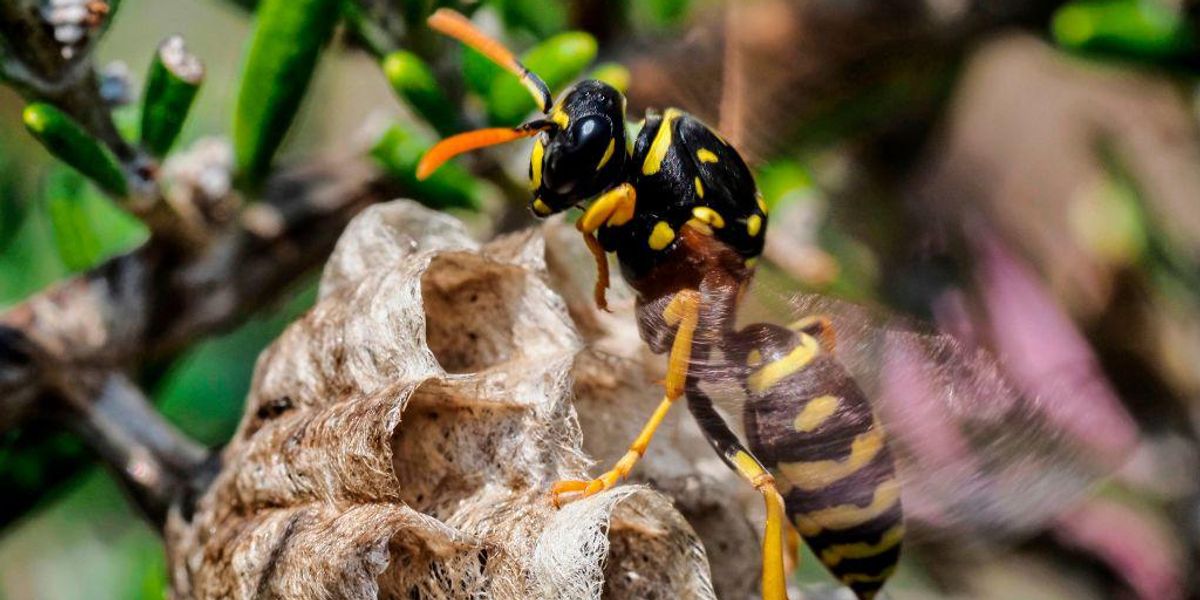 9 wasp facts that are pretty cool - It's a Southern Thing