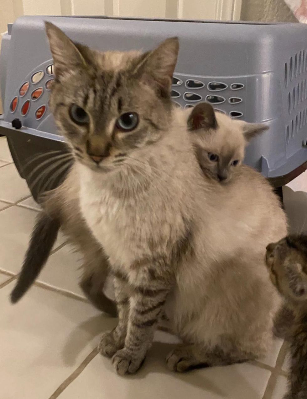 Kitten Hops into the Laps of Family that Took Him in, and Determined to ...