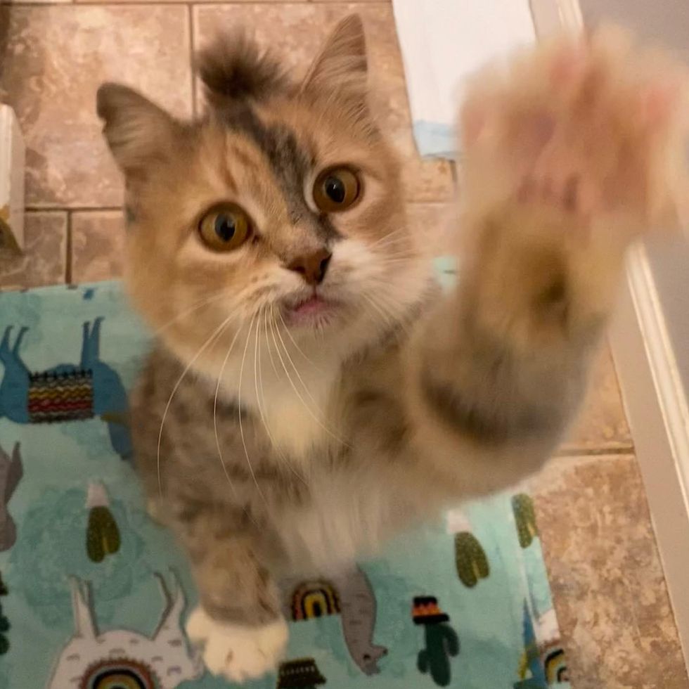 Cat with Irresistible Smile Hopes People Notice Her While She Waits for ...