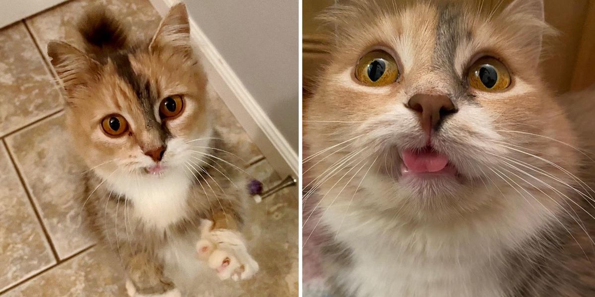 Cat with Irresistible Smile Hopes People Notice Her While She Waits for ...