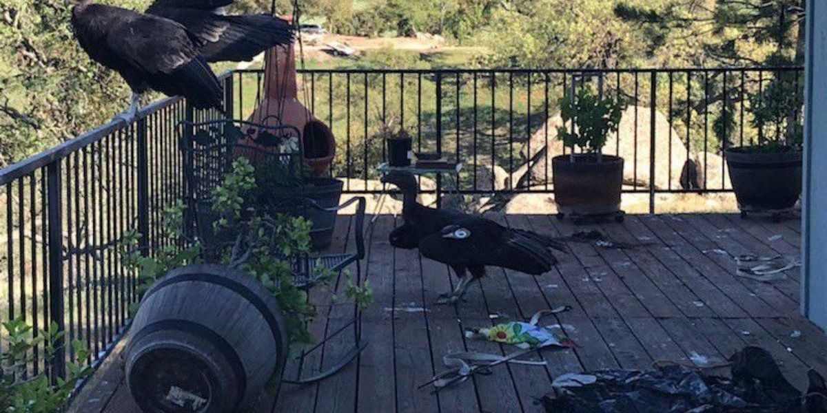 Group of endangered California condors wreak total havoc on a woman's ...