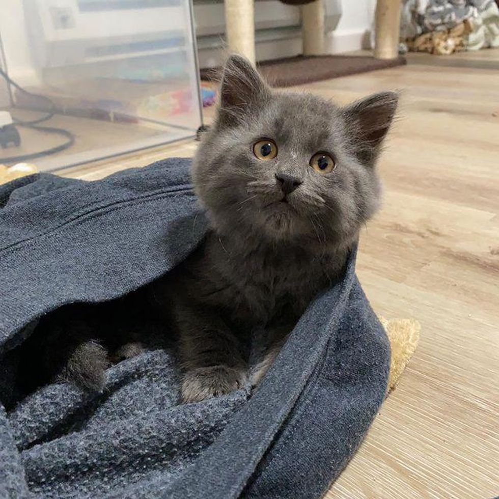 Cat Sisters Raise Each Other's Kittens and Share an Adorable Bond ...