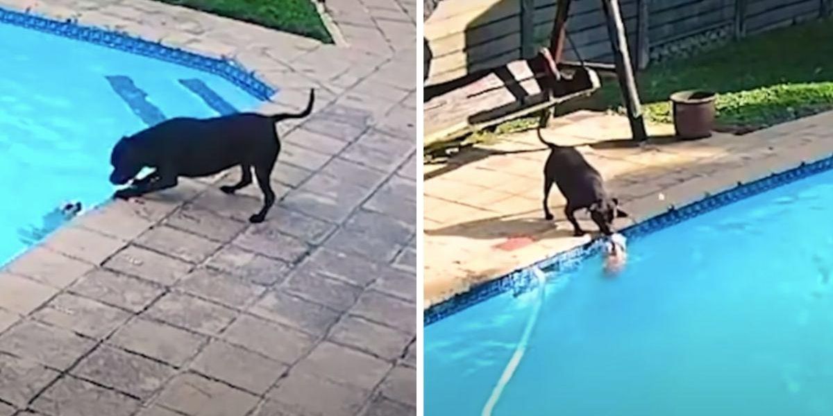 Heroic dog saves her best friend from drowning in the backyard swimming ...