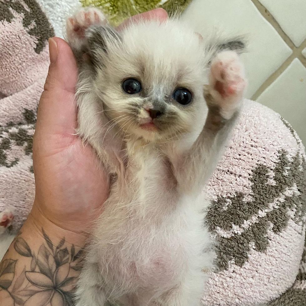 Kitten Captivated Hearts with Her Enchanting Personality and Grew to Be ...