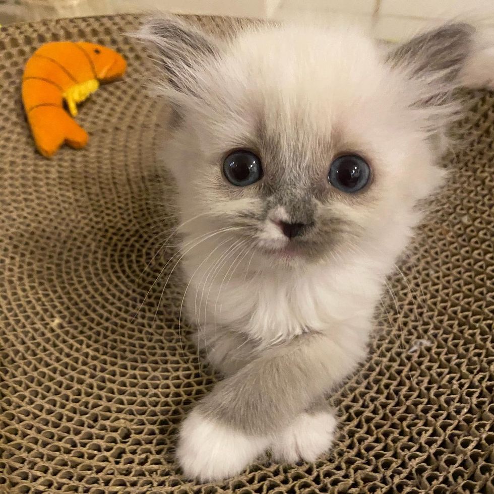 Kitten Captivated Hearts with Her Enchanting Personality and Grew to Be ...