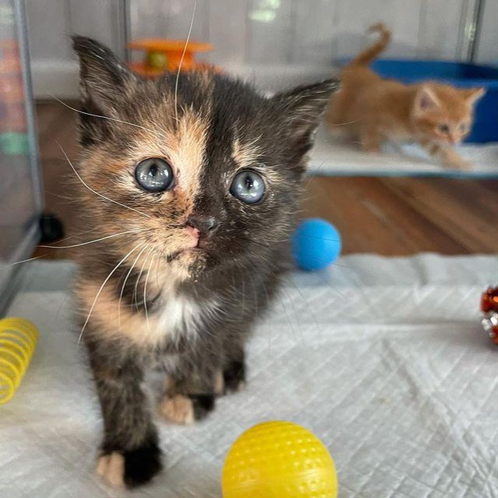 Kittens Found Courage with Help of Family, One of Them Quickly ...