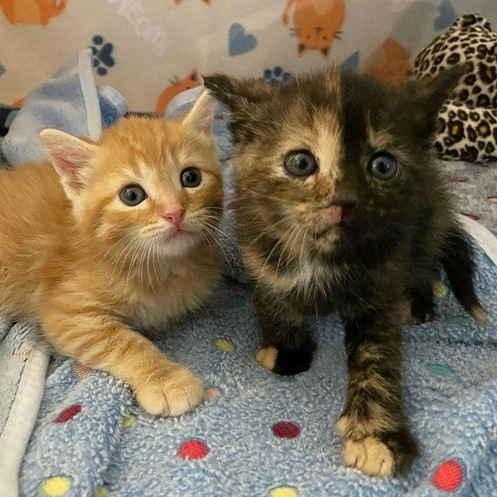 Kittens Found Courage with Help of Family, One of Them Quickly ...