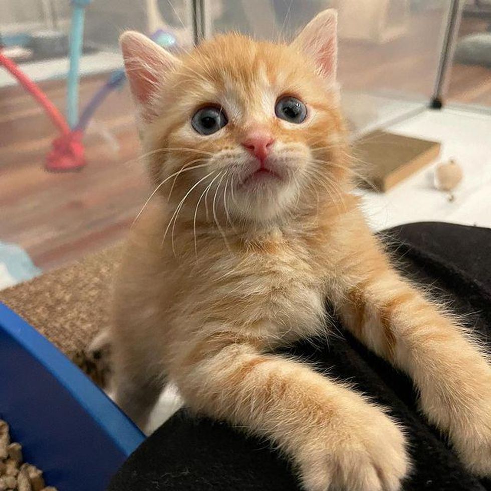 Kittens Found Courage with Help of Family, One of Them Quickly ...