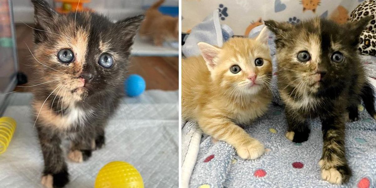 Kittens Found Courage with Help of Family, One of Them Quickly ...