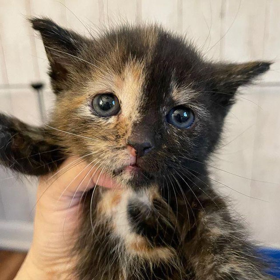 Kittens Found Courage with Help of Family, One of Them Quickly ...