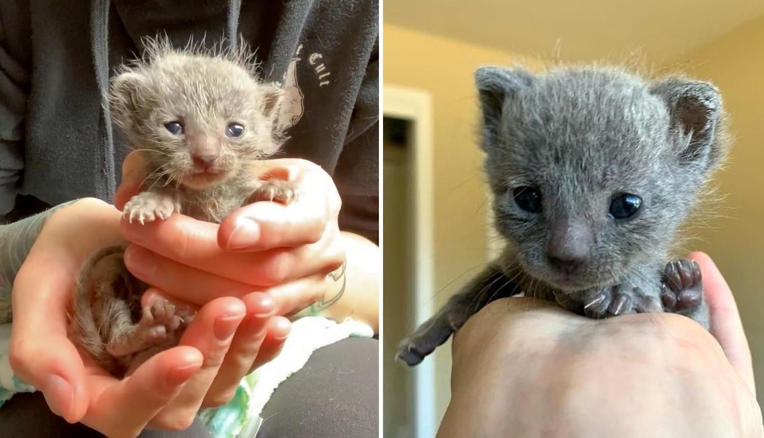Kitten Captured Hearts with Her Fuzzy Hair and Tiny Squeaks - Love Meow