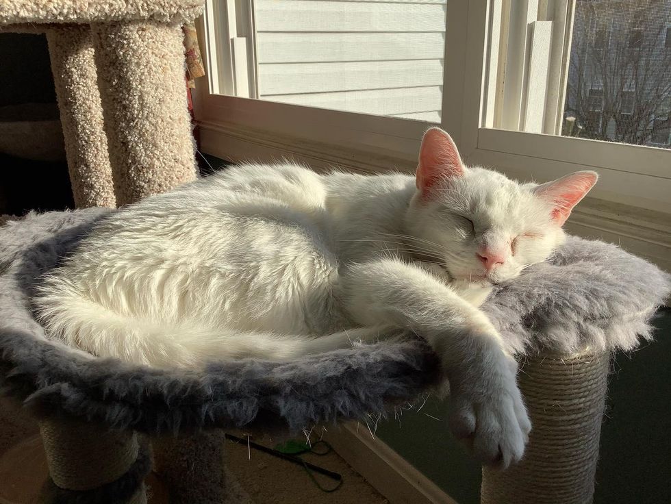 Kitten Reminiscent of Woman's Late Cat, Finds Her in a Serendipitous ...