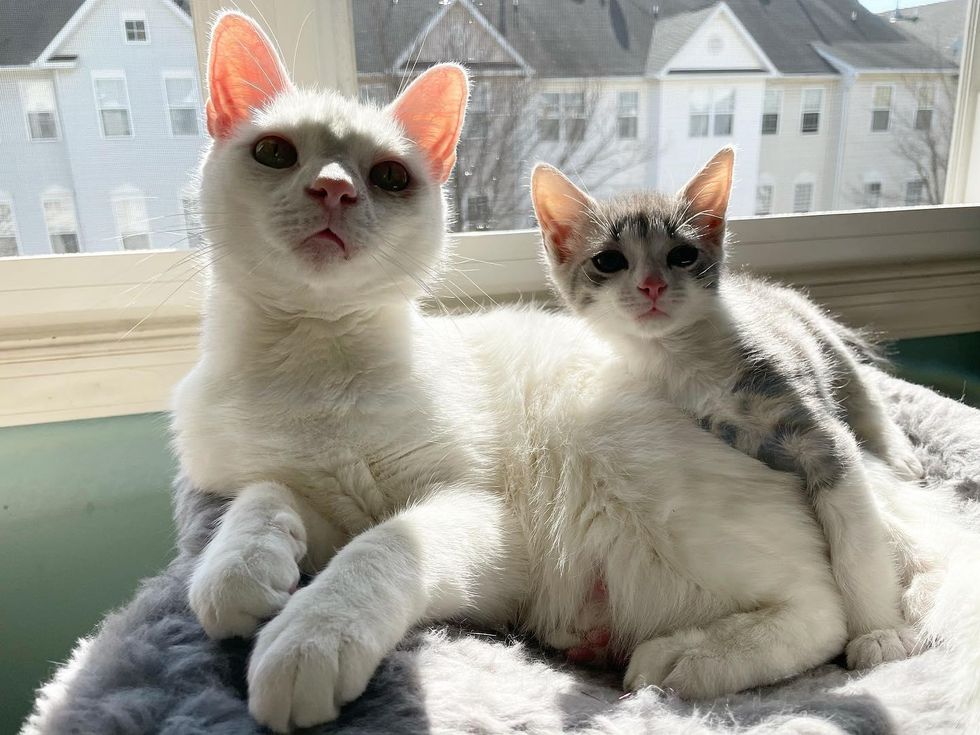 Kitten Reminiscent of Woman's Late Cat, Finds Her in a Serendipitous ...