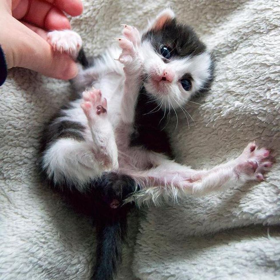 Kitten that Looks Like a Panda is Thriving After Being Found in a Box ...