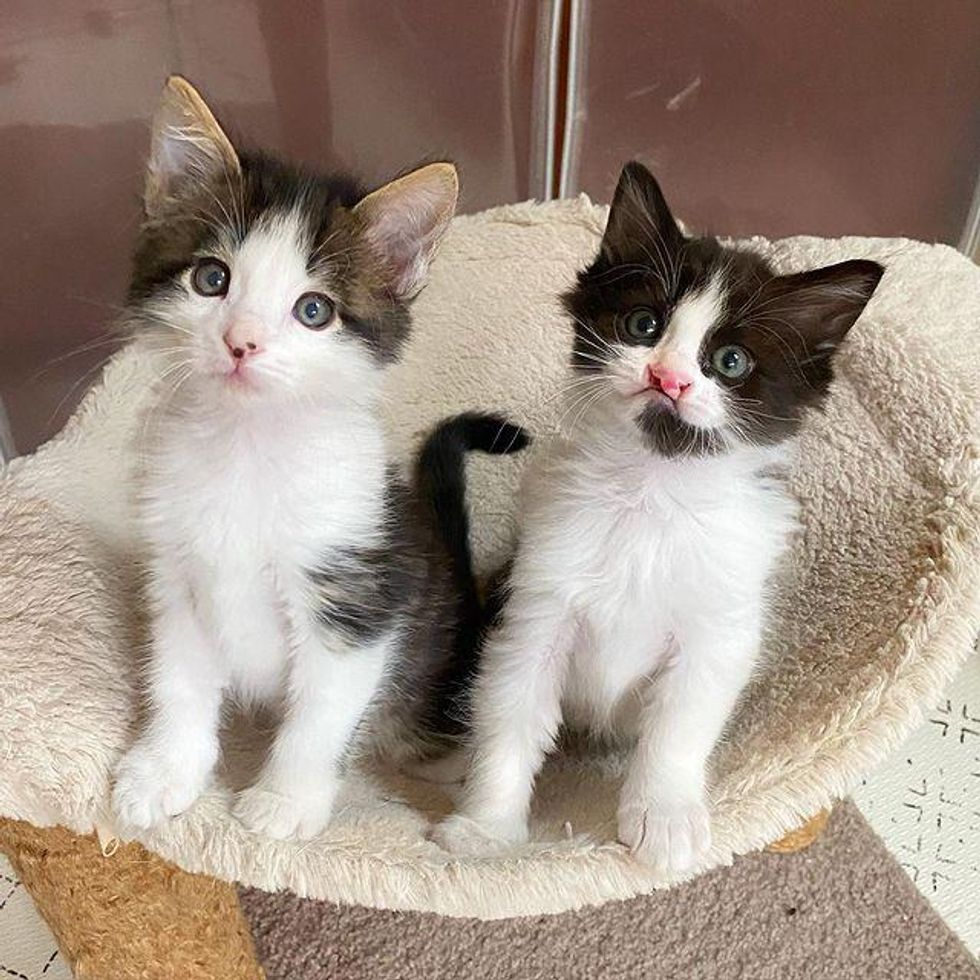 Two Kittens Find Each Other in a Special Way and Form a Wonderful Bond ...