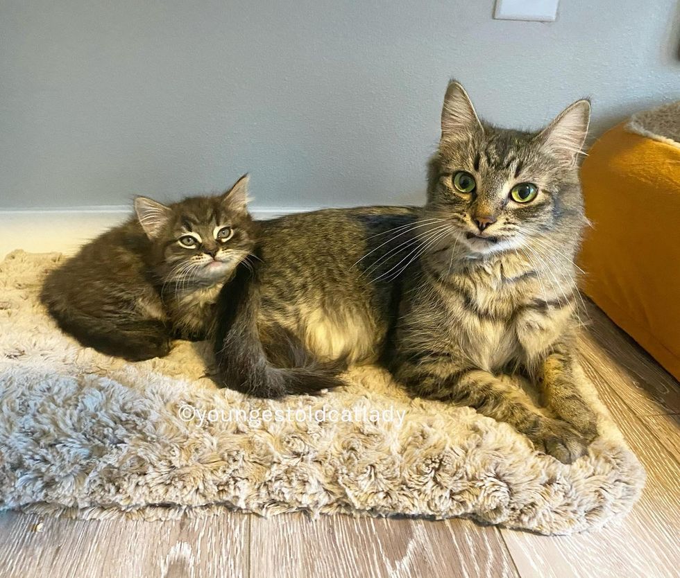Cat and Her Only Kitten Share Unbreakable Bond - Journey to Their Dream ...