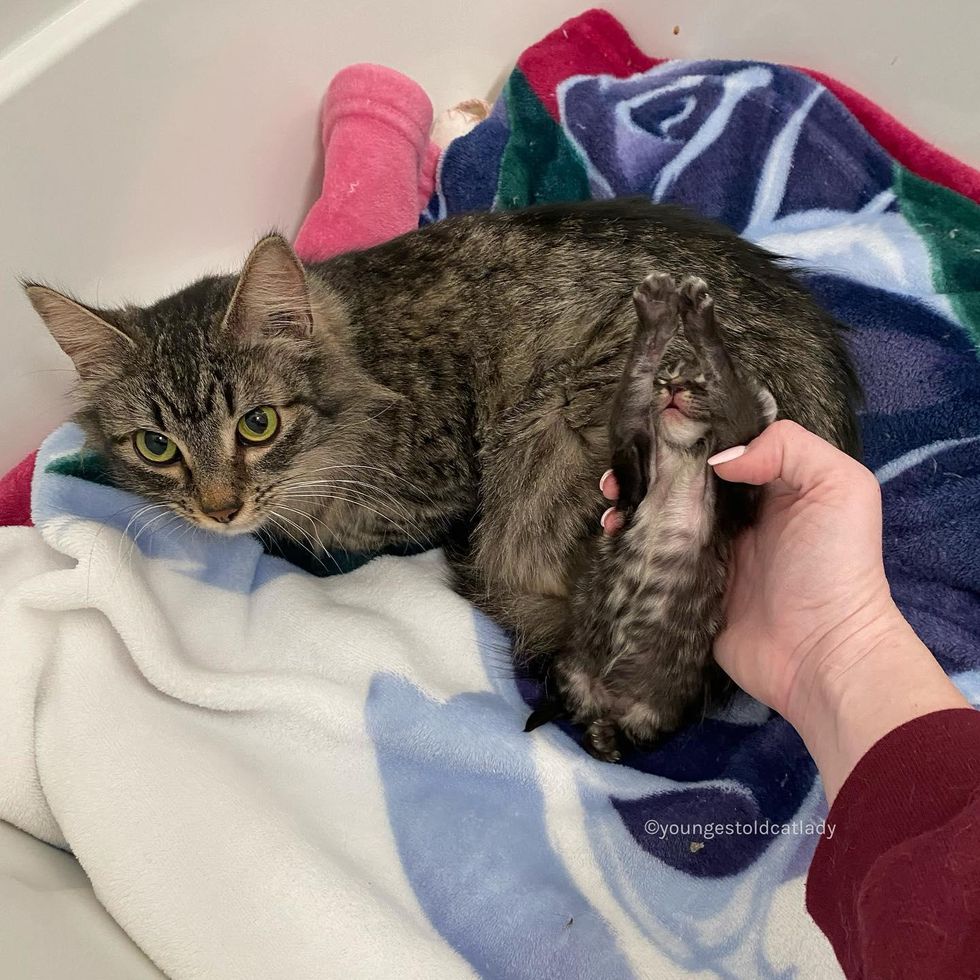 Cat and Her Only Kitten Share Unbreakable Bond - Journey to Their Dream ...