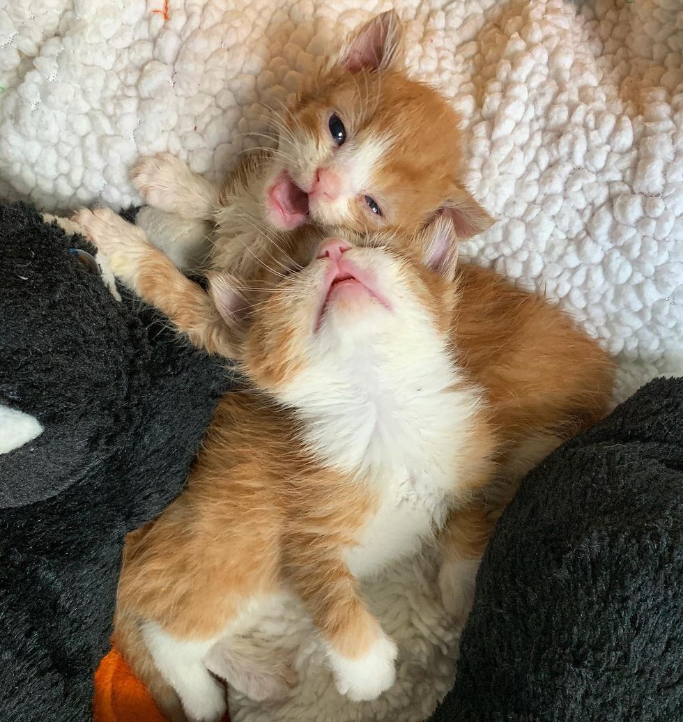 4 Kittens Help Each Other Thrive as They Transform on Their Journey to ...