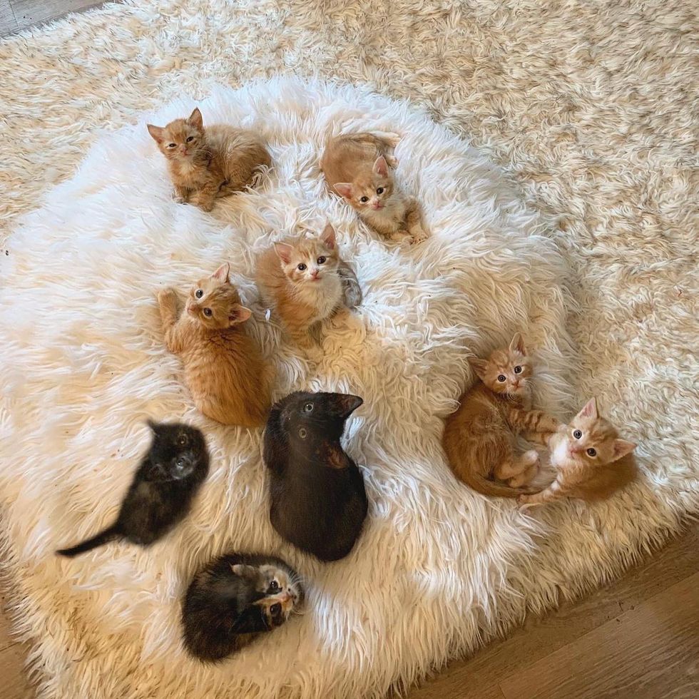 4 Kittens Help Each Other Thrive as They Transform on Their Journey to ...