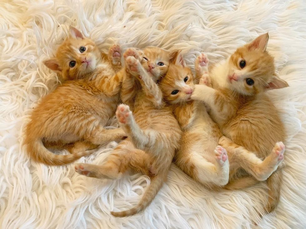 4 Kittens Help Each Other Thrive as They Transform on Their Journey to ...
