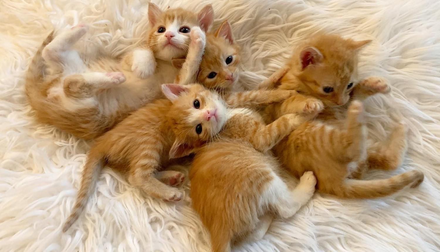 4 Kittens Help Each Other Thrive as They Transform on Their Journey to ...