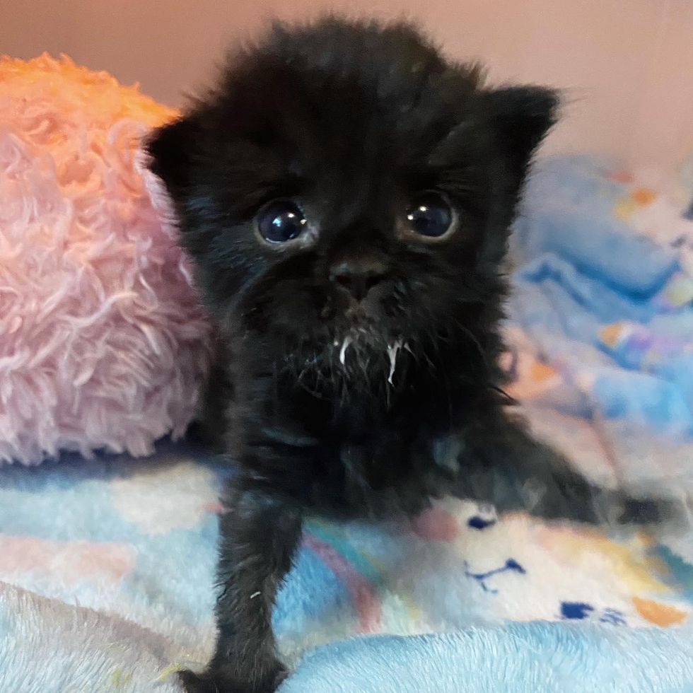 Kitten Found Alone in Driveway Has Strong Personality and Turns into ...