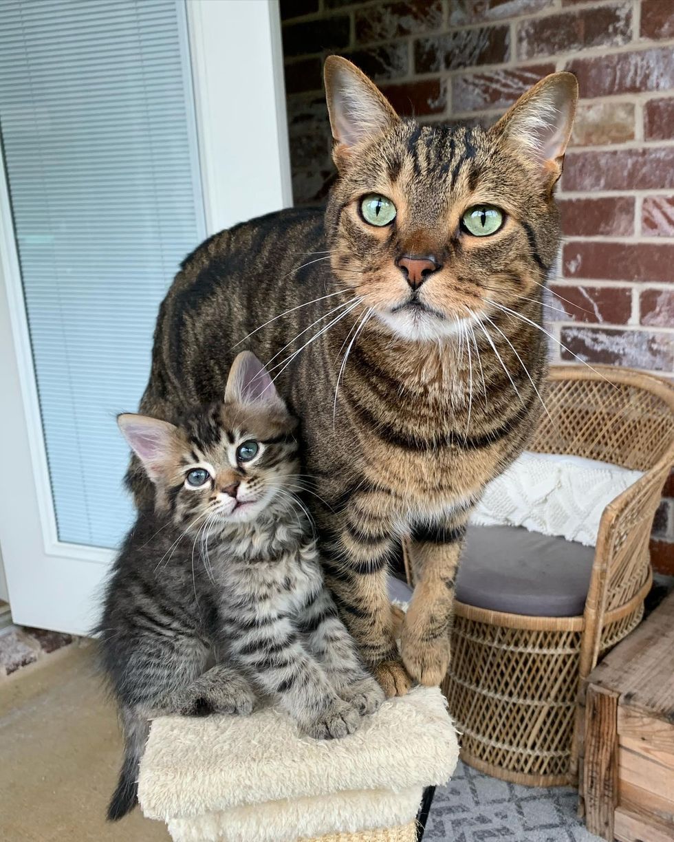 Cat Helps Care for Kittens His Family Brings Home and Turns Their Lives ...
