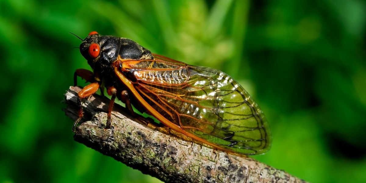 Cicadas are popping up everywhere, including tacos and pizza - It's a ...