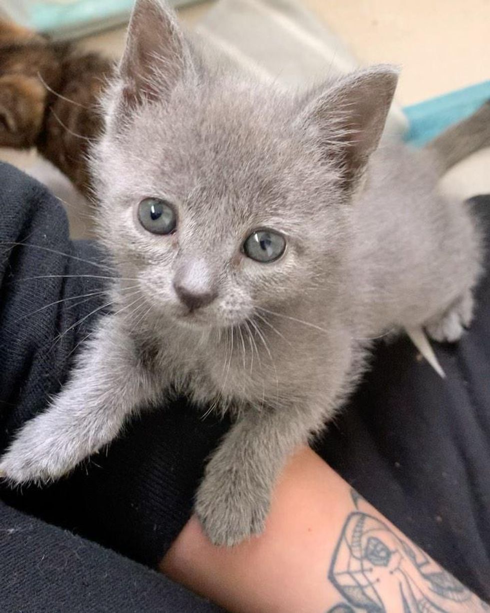 Kitten with Strong Will Transforms from Palm-sized Wonder to Sweetest ...