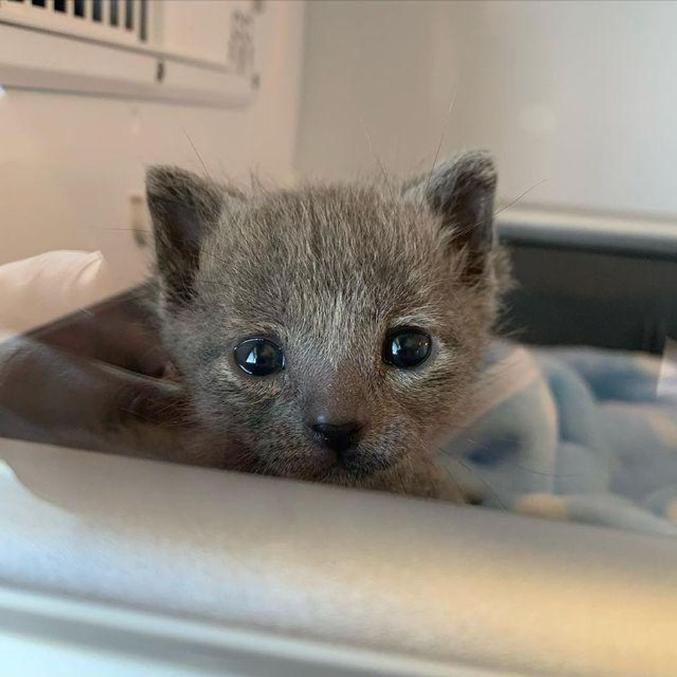 Kitten with Strong Will Transforms from Palm-sized Wonder to Sweetest ...