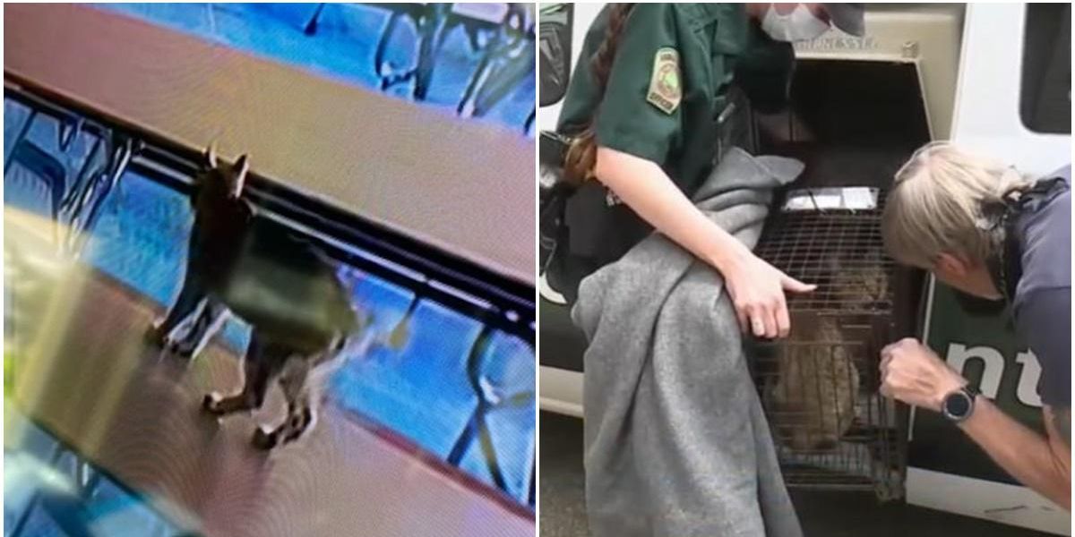 'Bobcat' causes Pennsylvania high school evacuation, revealed to be ...