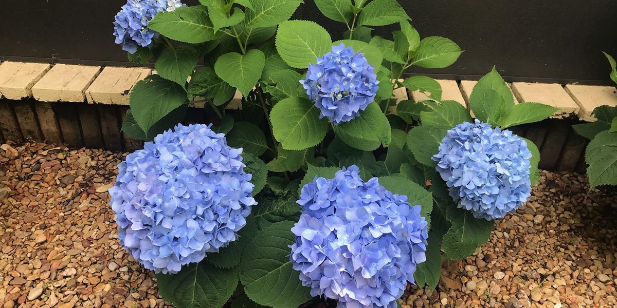 The most Southern of spring flowers - It's a Southern Thing