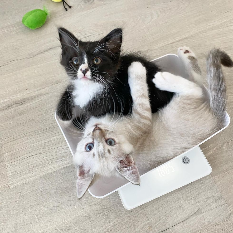 Kitten with Magnificent Whiskers Brought Back from the Street and Melts ...
