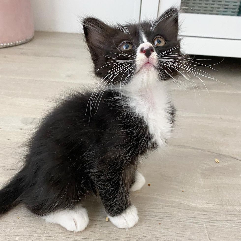 Kitten with Magnificent Whiskers Brought Back from the Street and Melts ...