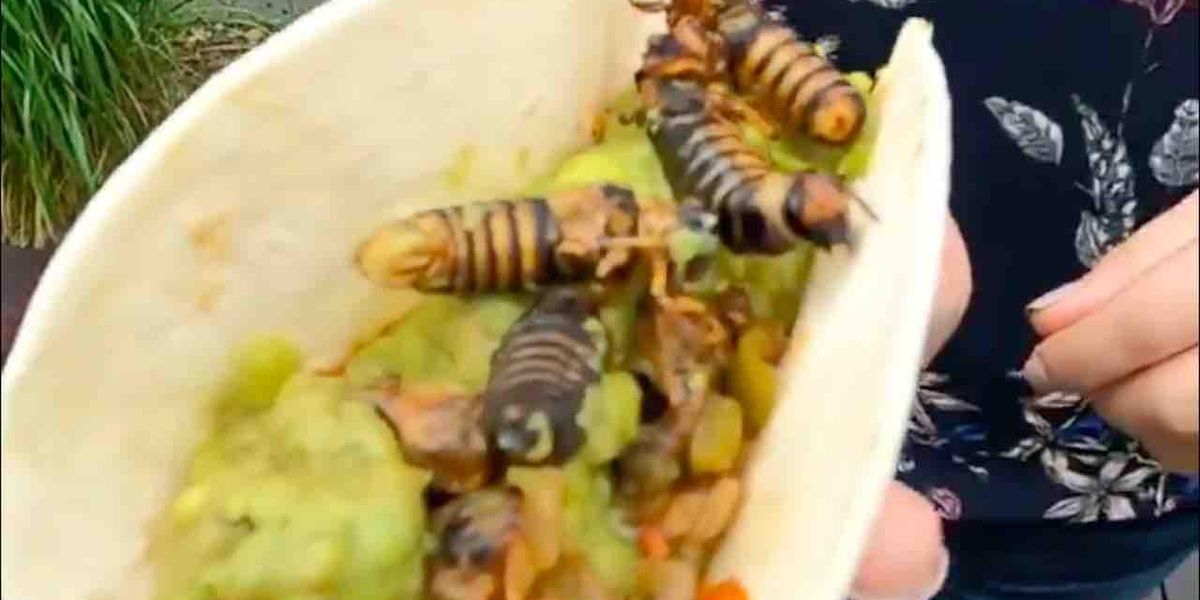 'Cicada tacos' are on the menu for young environmentalists. Why? Eating ...