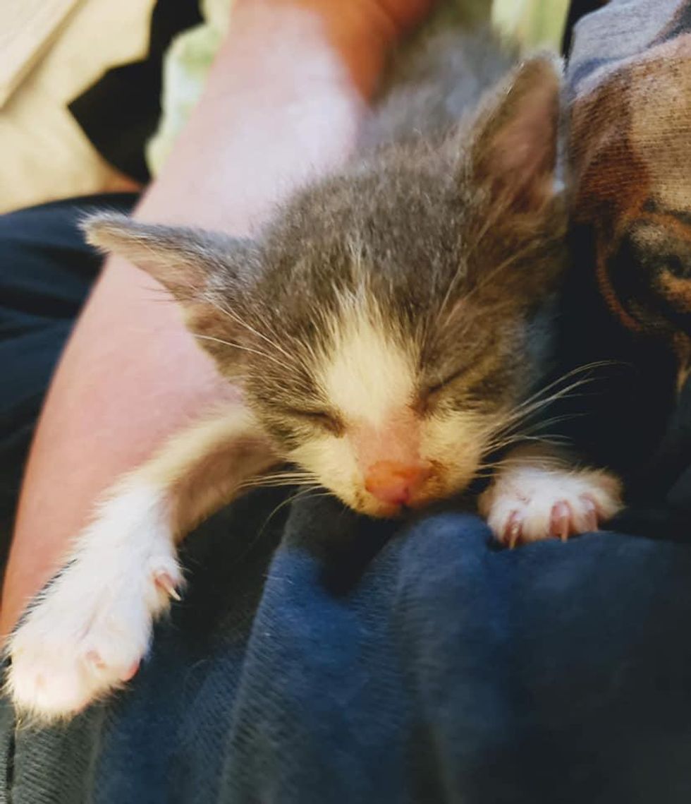 Kitten with 'Funnel Chest' is Half the Size But Has Brave Endearing ...