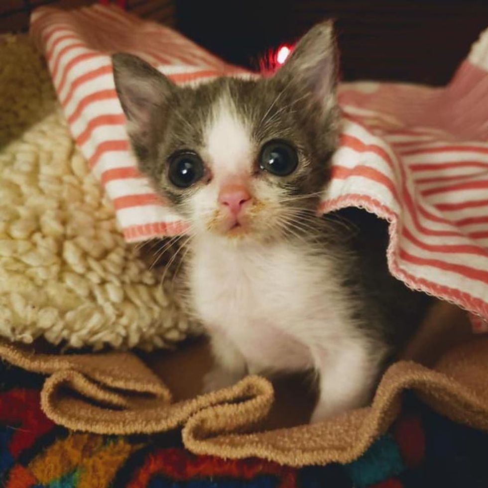Kitten with 'Funnel Chest' is Half the Size But Has Brave Endearing ...