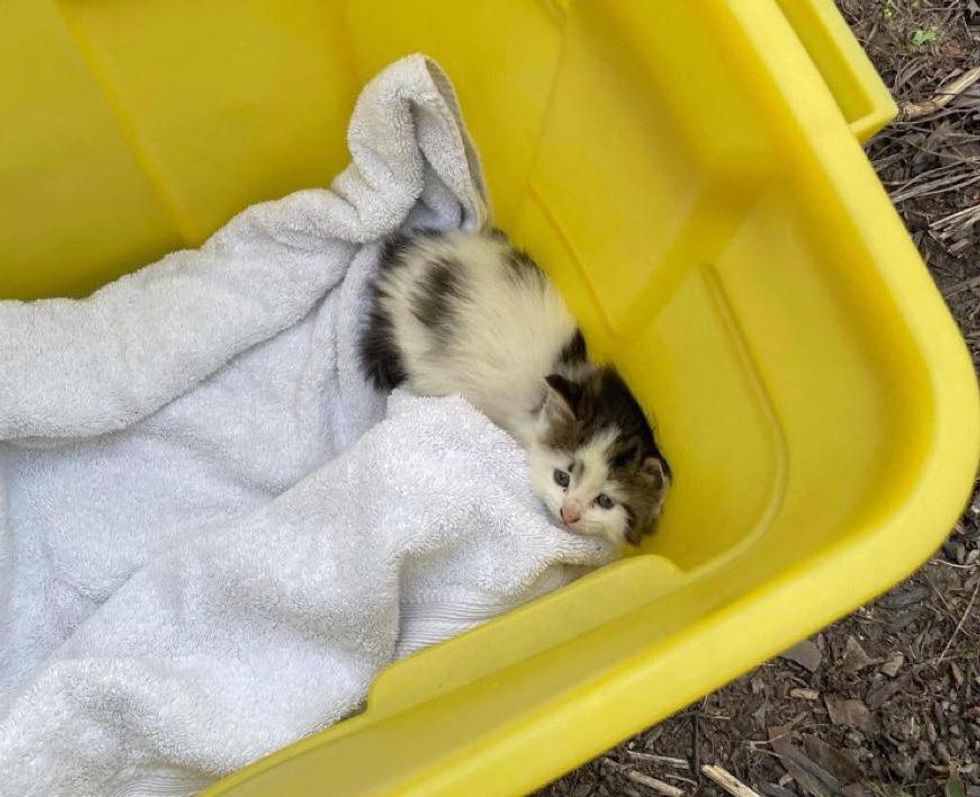 Kitten Found Hiding inside Cinder Block, Came Out of Her Shell and ...